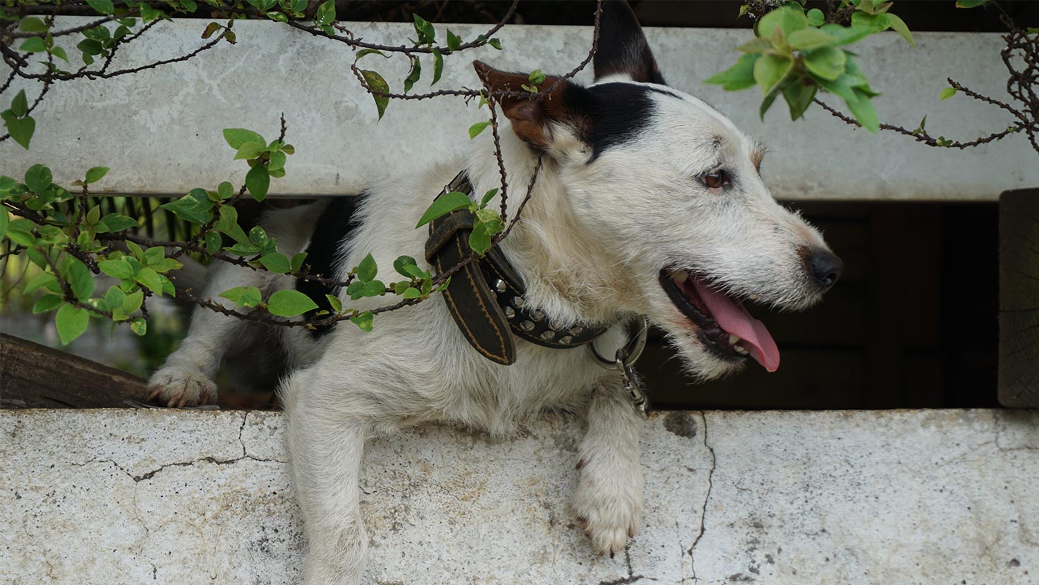 How to Handle Escaping Pets | PetPartners