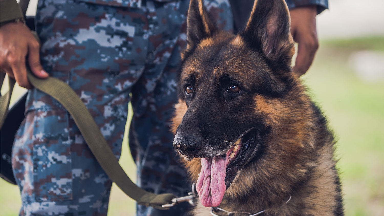 National K9 Veterans' Day | PetPartners